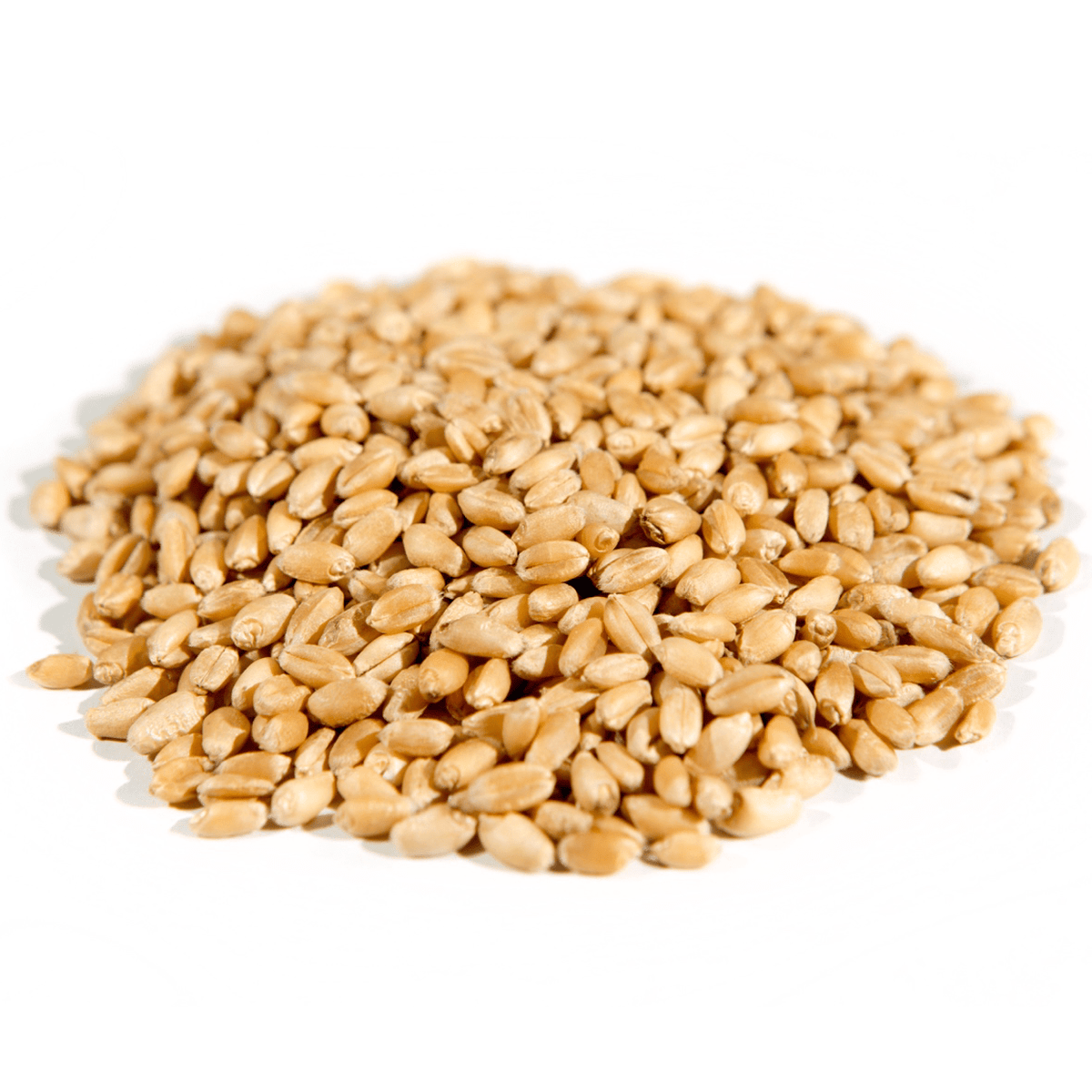 Wheat Kernels/Berries Soft EPIGRAIN 1KG — Eccolo Foods